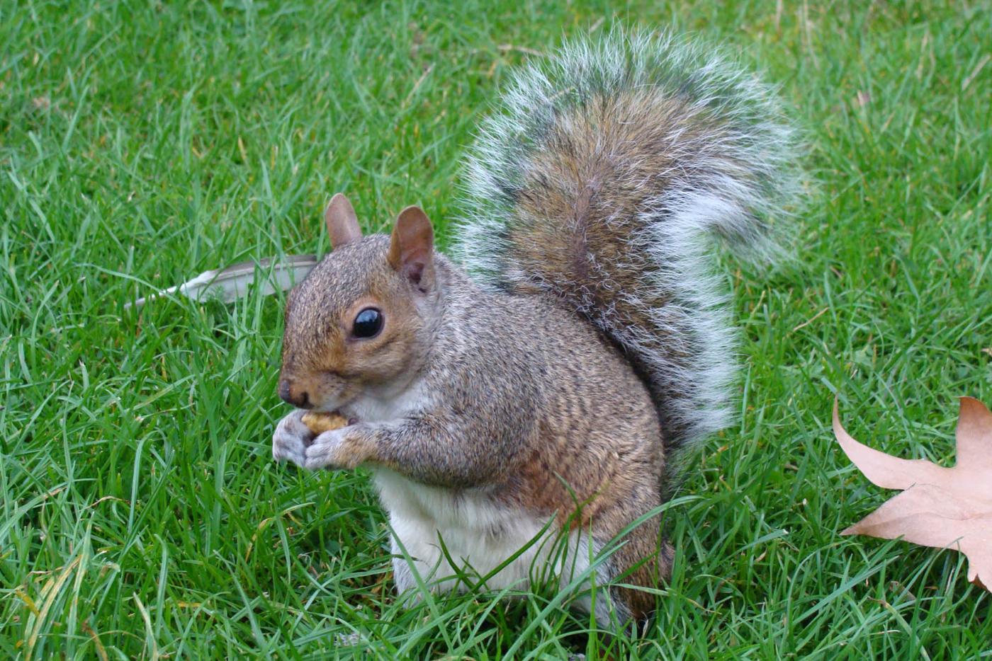 Gray Squirrel | NC Wildlife